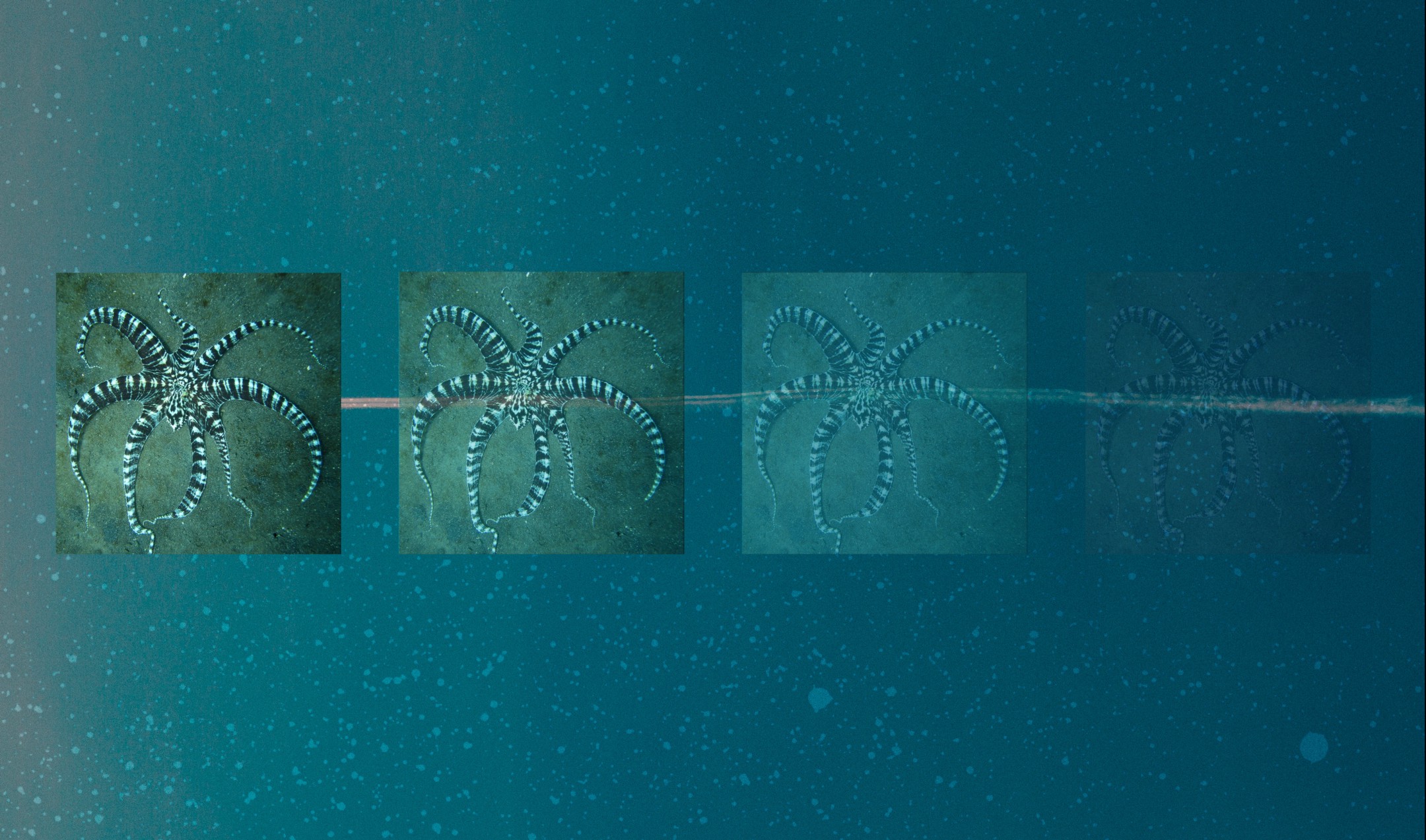 The Octopus and the Machine | Epoché Magazine